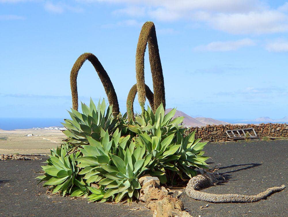 5 Fakta Tanaman Agave, Hanya Berbunga Sekali Seumur Hidup | IDN Times
