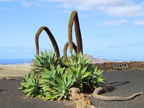 5 Fakta Tanaman Agave, Hanya Berbunga Sekali Seumur Hidup | IDN Times