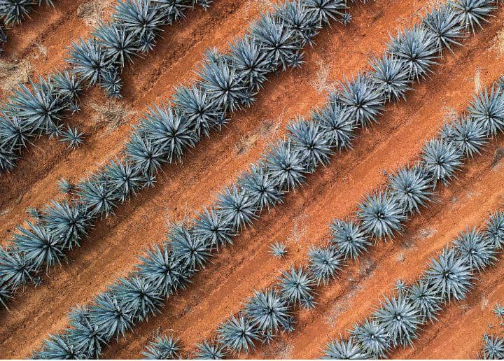 5 Fakta Tanaman Agave, Hanya Berbunga Sekali Seumur Hidup | IDN Times