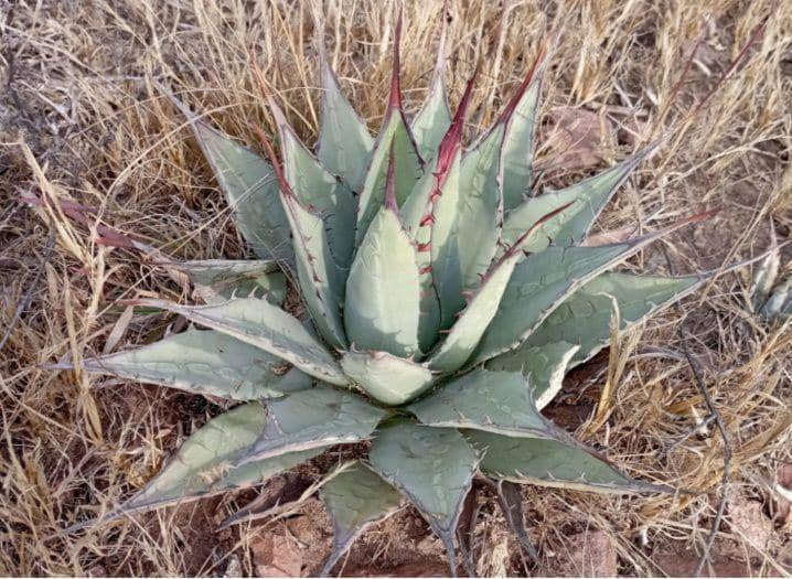 5 Fakta Tanaman Agave, Hanya Berbunga Sekali Seumur Hidup | IDN Times