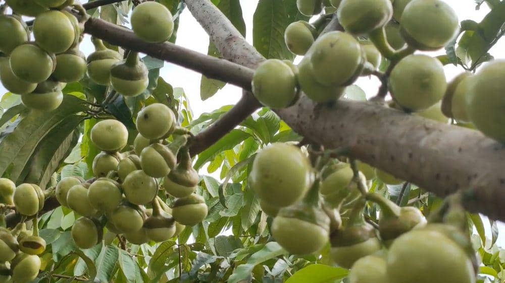 Kalangkala: Buah Langka dari Kalimantan yang Unik | IDN Times Kaltim