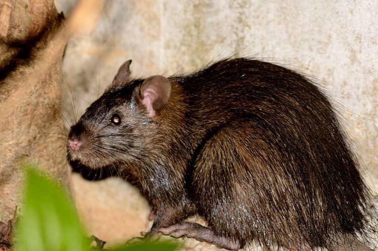 5 Tikus yang Sering Berkeliaran di Pemukiman, Apa Saja? | IDN Times