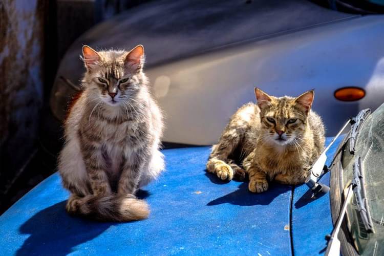 6 Cara Mengusir Kucing agar Tidak Datang Lagi, Ampuh! | IDN Times