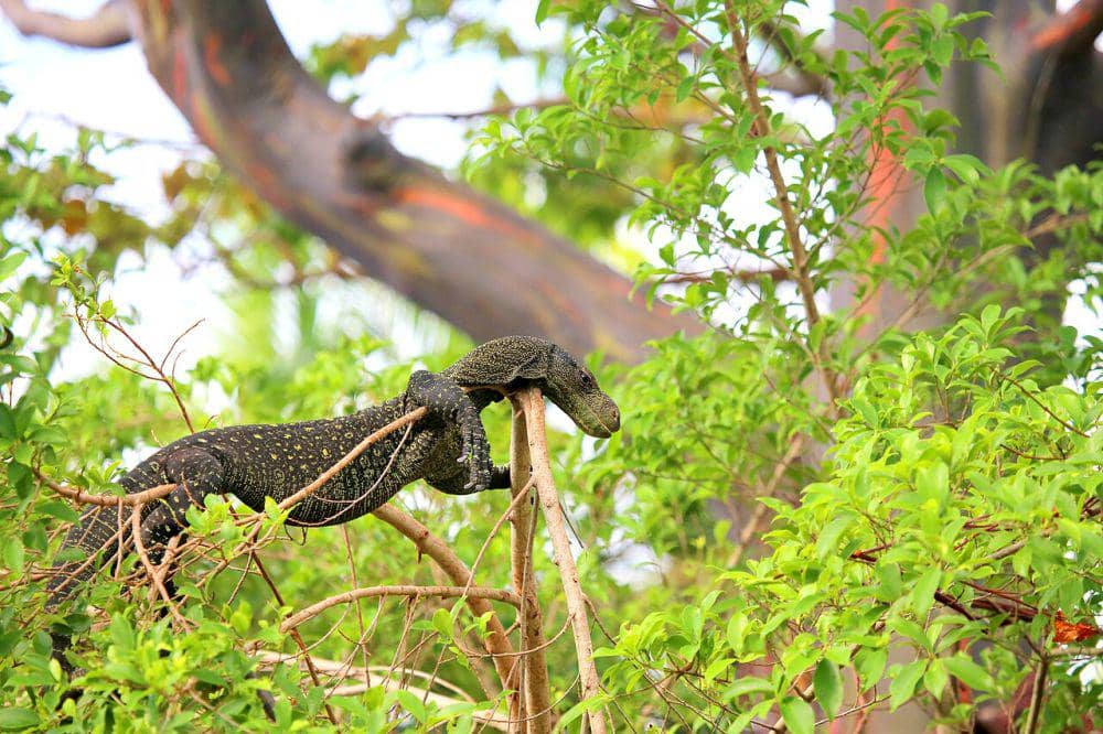 5 Biawak Terbesar di Indonesia, Biawak Air Salah Satunya | IDN Times