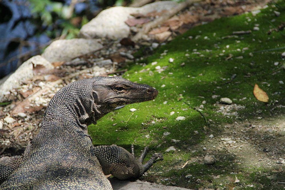 5 Biawak Terbesar di Indonesia, Biawak Air Salah Satunya | IDN Times