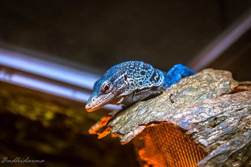 5 Fakta Biawak Biru, Reptil Endemik Asal Raja Ampat | IDN Times