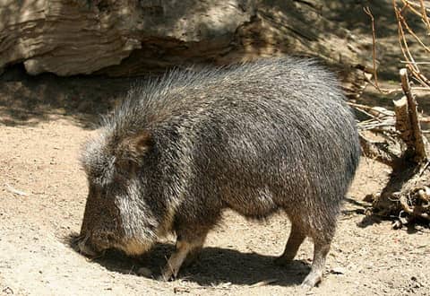 5 Fakta Unik Chacoan Peccary, Endemik Amerika Selatan yang Dijuluki ...
