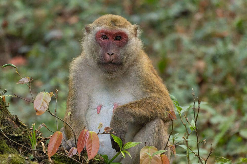5 Fakta Makaka Assam, Monyet yang Dapat Berumur Panjang | IDN Times