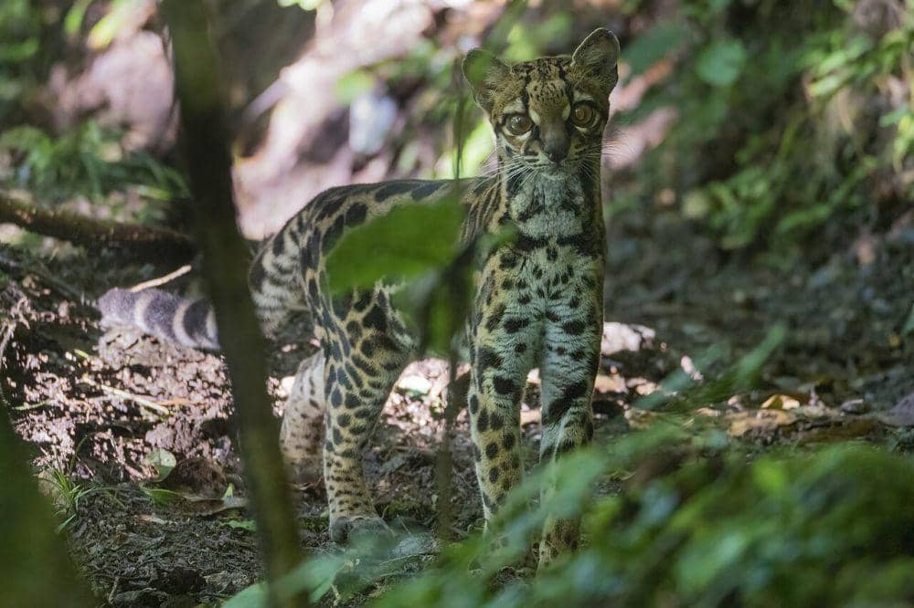 5 Fakta Menarik Leopardus, Genus Kucing Liar Mirip Macan | IDN Times Sulsel