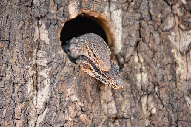 6 Habitat Utama Biawak, Jangan Sembarangan Dirusak! | IDN Times