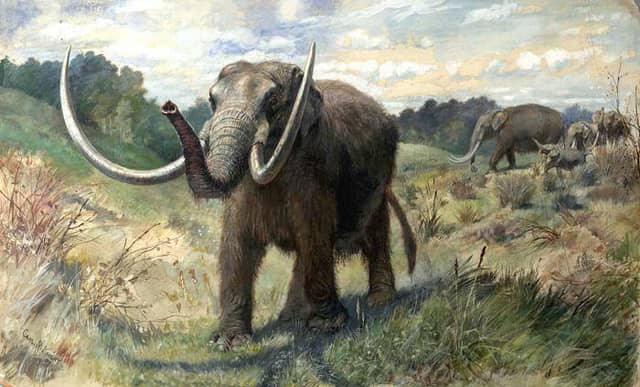 Perbedaan Mastodon dan Mammoth, Gajah Prasejarah | IDN Times