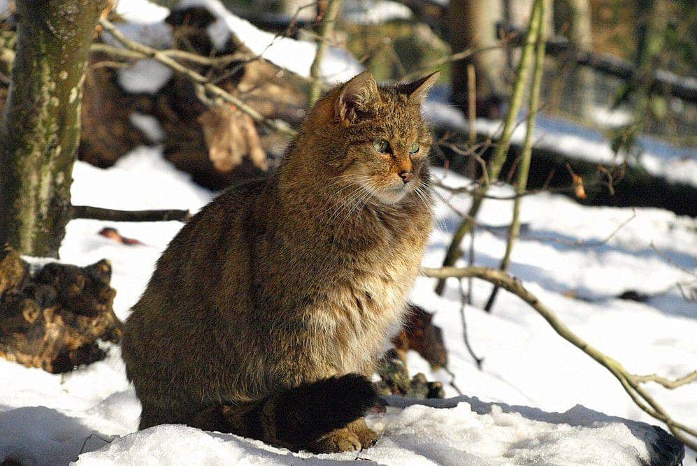7 Jenis Kucing Liar yang Tinggal di Salju, Tangguh | IDN Times