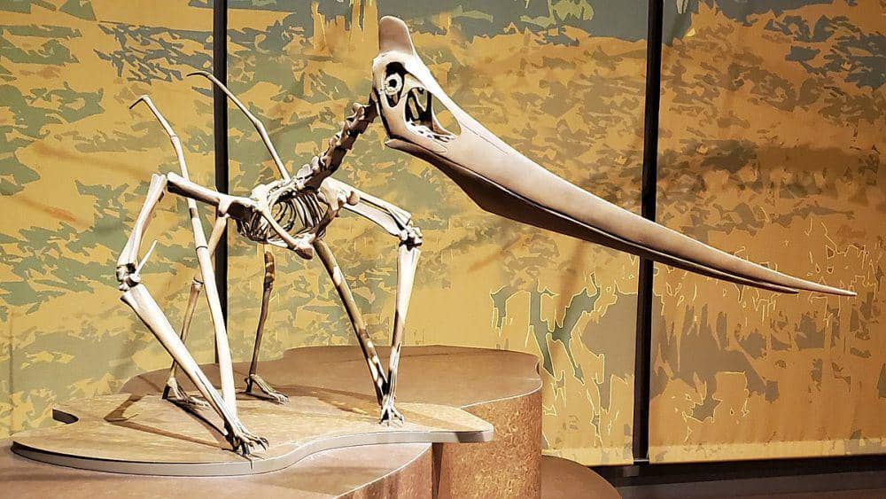 5 Fakta Pteranodon, Reptil Terbang yang Megah | IDN Times