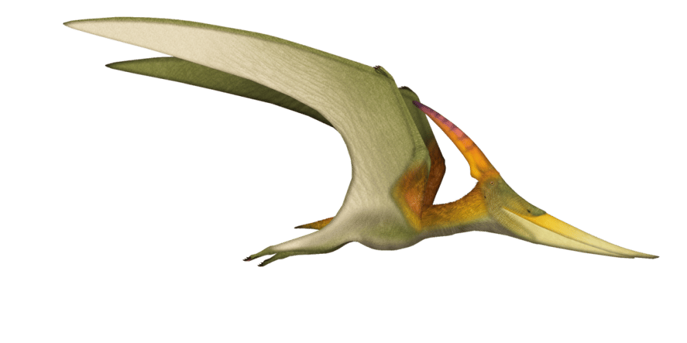 5 Fakta Pteranodon, Reptil Terbang yang Megah | IDN Times
