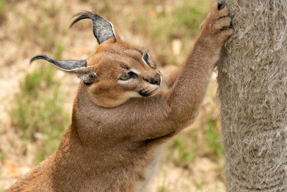 5 Fakta Kucing Caracal, Hadiah untuk Tamu dan Bangsawan | IDN Times