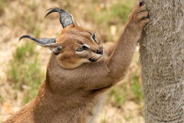 5 Fakta Kucing Caracal, Hadiah untuk Tamu dan Bangsawan | IDN Times