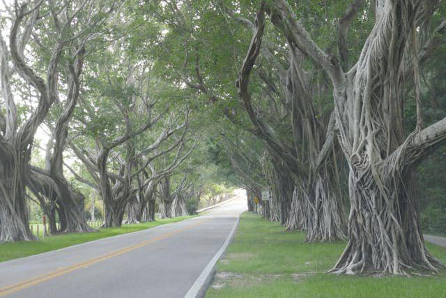 5 Pohon dengan Akar Kuat, Minim Risiko Tumbang | IDN Times