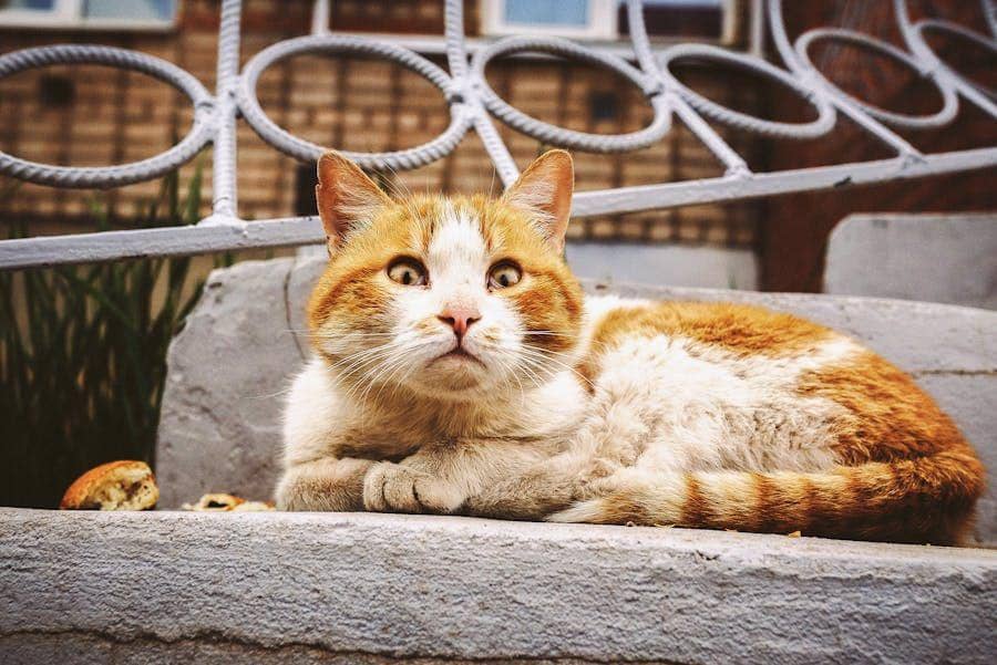 Kenapa Kucing Suka Kagetan? Ini Penjelasan Penyebabnya | IDN Times