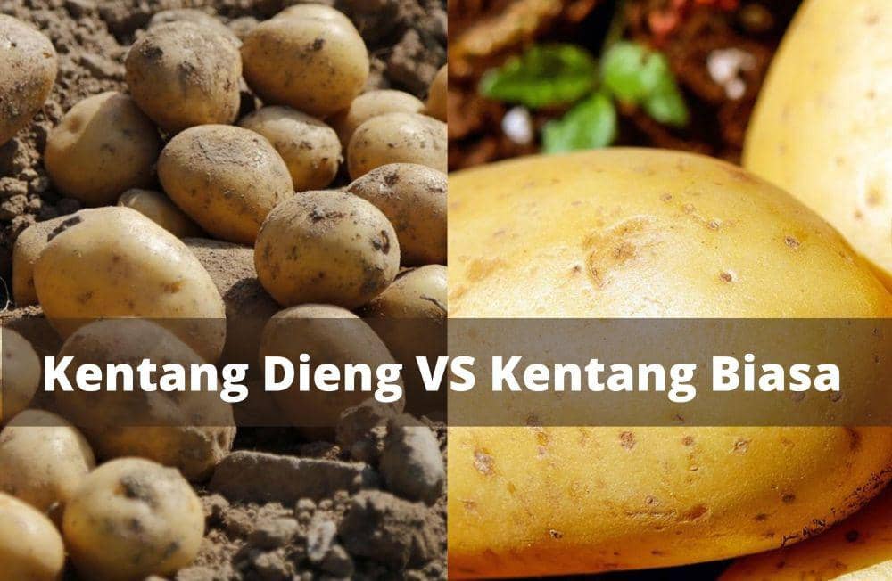 7 Perbedaan Kentang Dieng dan Kentang Biasa | IDN Times