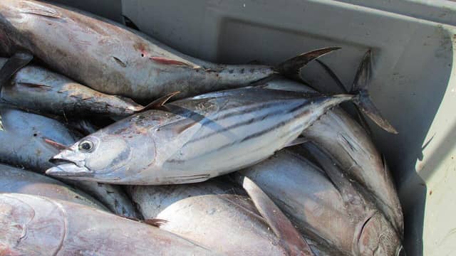 5 Fakta Unik Ikan Cakalang, Salah Satu Tuna Teropuler di Ind | IDN Times