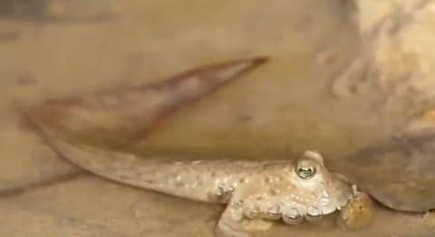 Mengenal Keunikan Ikan Tembakul, Mampu Memanjat Pohon | IDN Times