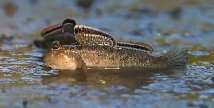 Mengenal Keunikan Ikan Tembakul, Mampu Memanjat Pohon | IDN Times