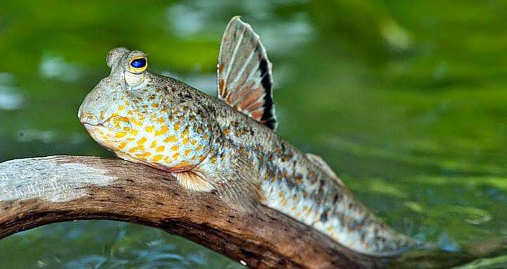 Mengenal Keunikan Ikan Tembakul, Mampu Memanjat Pohon | IDN Times