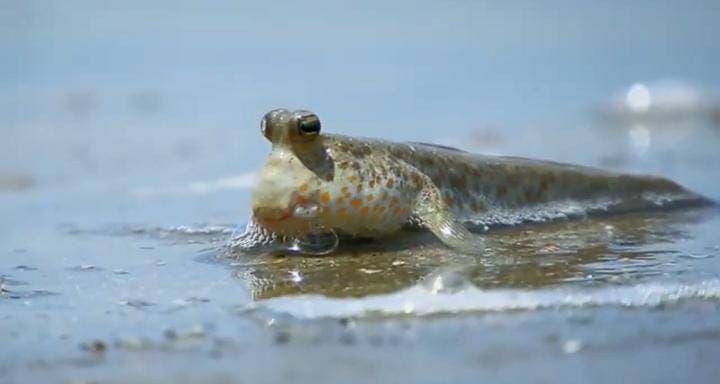 Mengenal Keunikan Ikan Tembakul, Mampu Memanjat Pohon | IDN Times