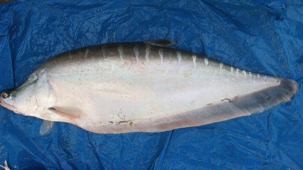 Mengenal 6 Spesies Ikan Belida di Dunia, Sebagian Ada di Ind | IDN Times