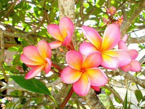 8 Tanaman Bunga Kamboja Genus Plumeria, Bervariasi Tidak Mem | IDN Times