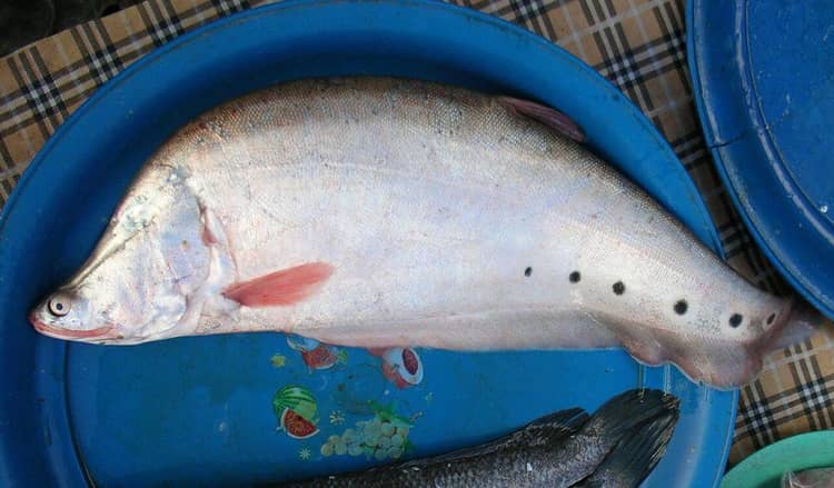 Mengenal 6 Spesies Ikan Belida di Dunia, Sebagian Ada di Ind | IDN Times