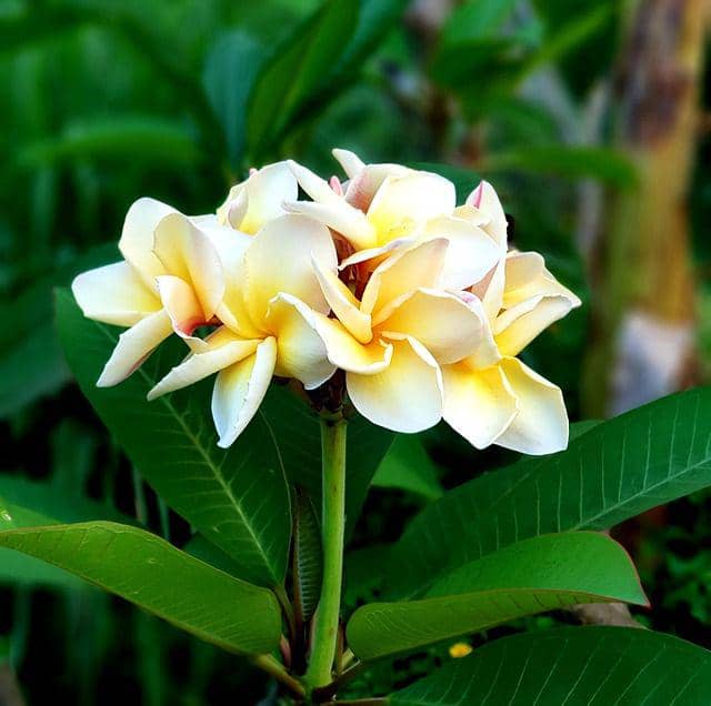 8 Tanaman Bunga Kamboja Genus Plumeria, Bervariasi Tidak Mem | IDN Times