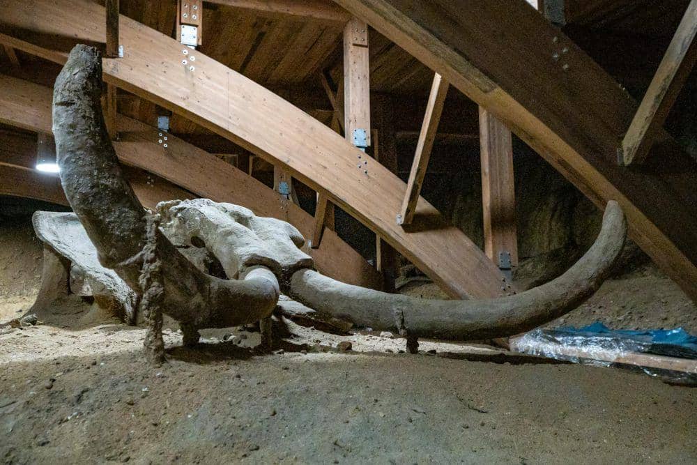 Kenapa Mammoth Punah? 5 Fakta Kehidupannya di Zaman Es | IDN Times Jogja