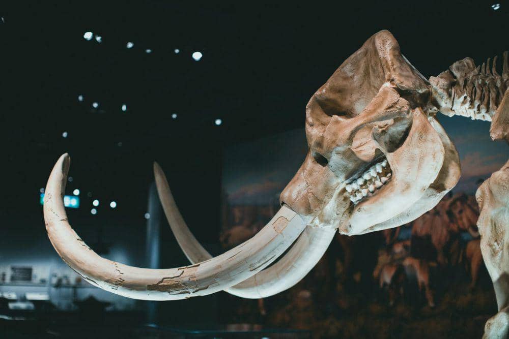 Kenapa Mammoth Punah? 5 Fakta Kehidupannya di Zaman Es | IDN Times Jogja