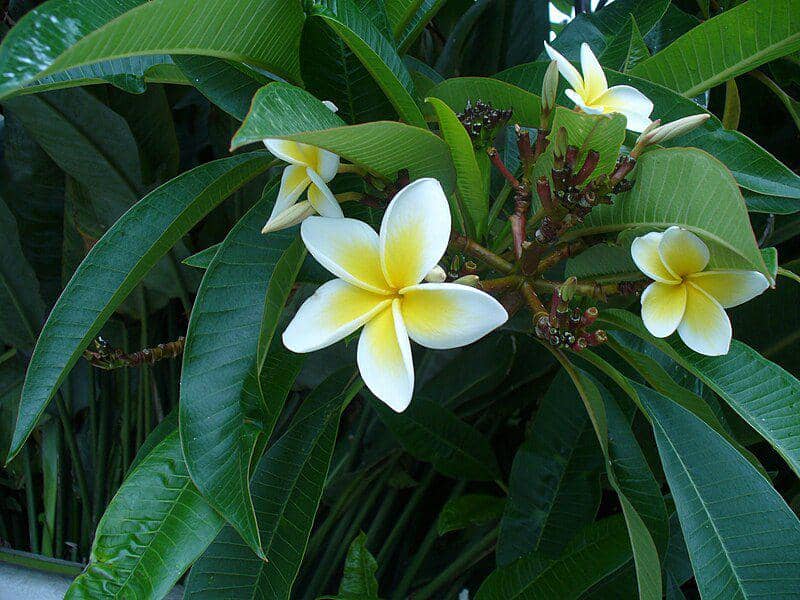 8 Tanaman Bunga Kamboja Genus Plumeria, Bervariasi Tidak Mem | IDN Times