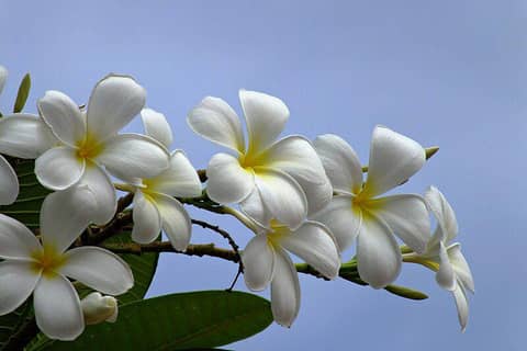 8 Tanaman Bunga Kamboja Genus Plumeria, Bervariasi Tidak Mem | IDN Times