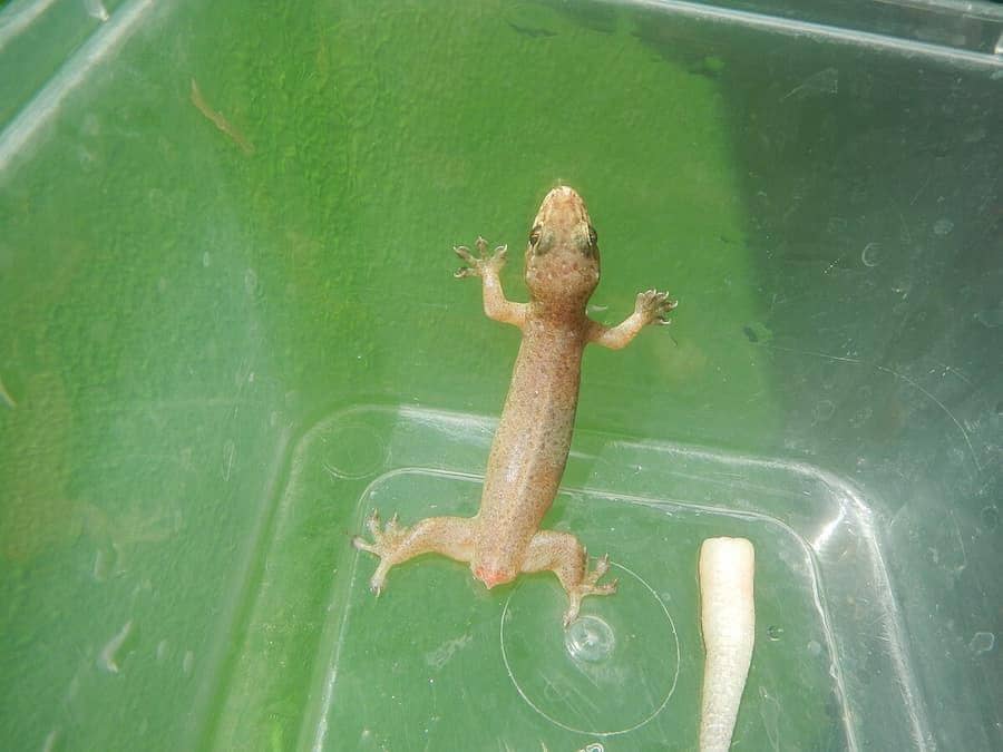 Kenapa Cicak Memutuskan Ekor? Ini Alasan dari Tindakannya | IDN Times