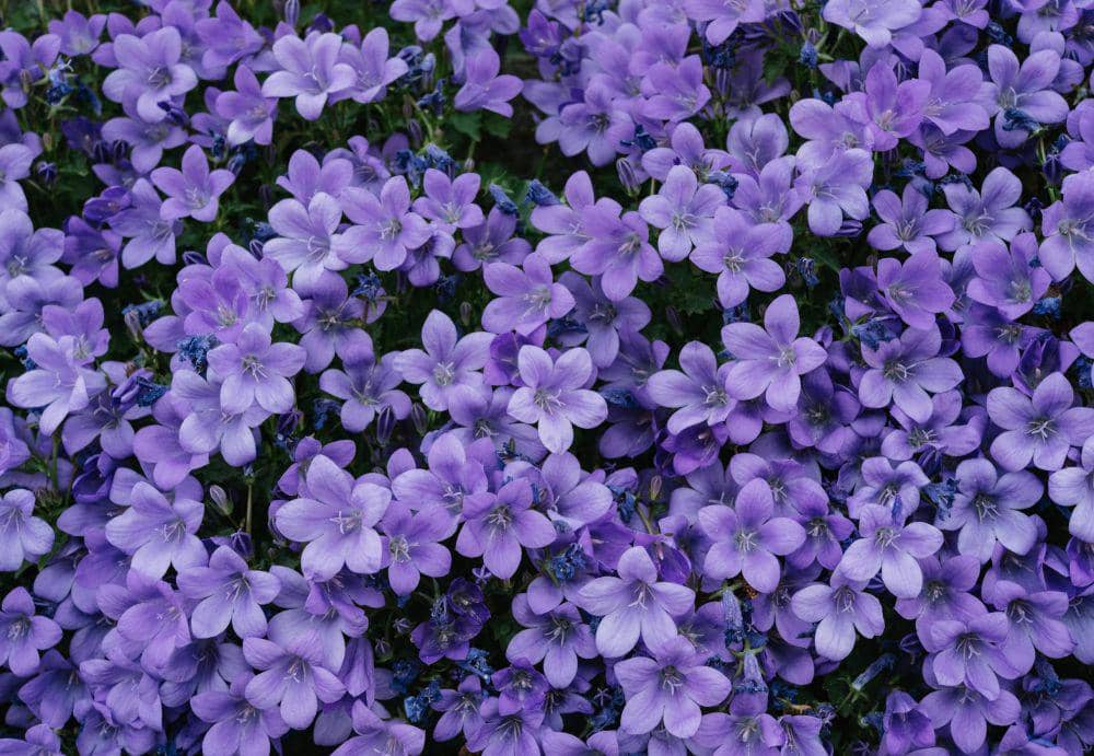 84 Macam-macam Warna Ungu, Dilengkapi Kode Hex, RGB, dan CMYK | IDN Times