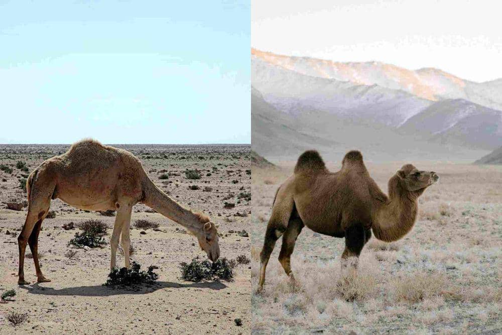 4 Perbedaan Unta Arab dan Unta Baktria, Bisa Dilihat dari Pu | IDN Times