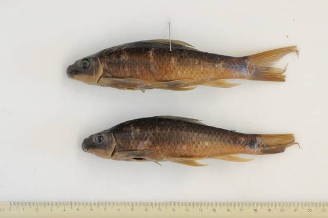 5 Fakta Menarik Ikan Baung, Kerabat Lele yang Dagingnya Tak | IDN Times
