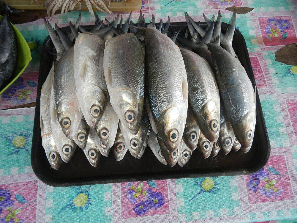 5 Fakta Menarik Ikan Bandeng, Punya Banyak Nama! | IDN Times