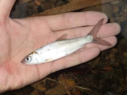 5 Fakta Menarik Ikan Bandeng, Punya Banyak Nama! | IDN Times
