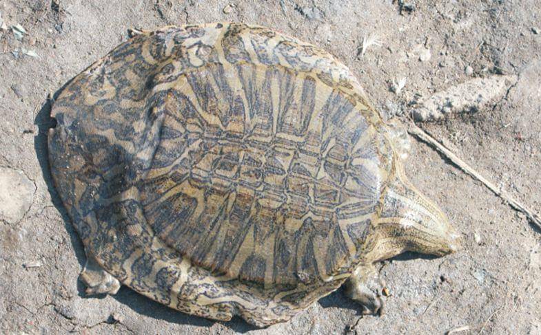 5 Fakta Labi-labi Besar, Beratnya Bisa Mencapai 200 Kilogram | IDN Times