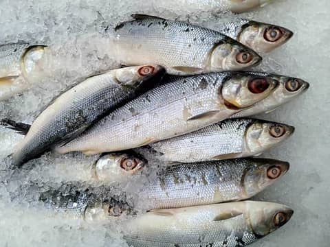 5 Fakta Menarik Ikan Bandeng, Punya Banyak Nama! | IDN Times