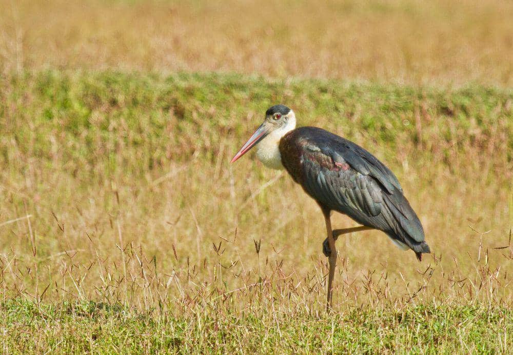 6 Perbedaan Burung Kuntul dan Bangau, Bisa Mengenalinya? | IDN Times