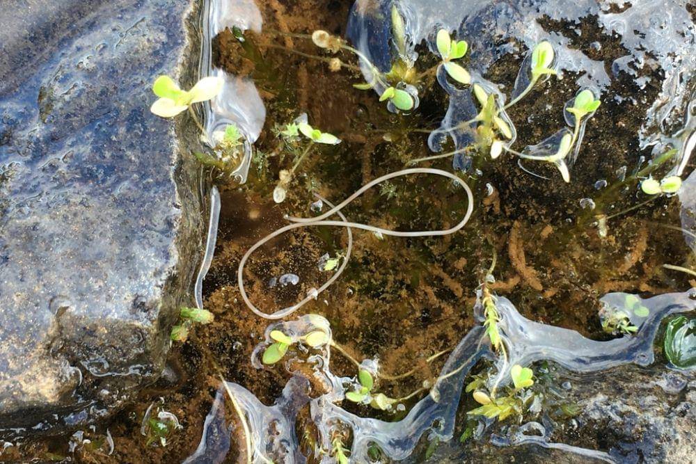 7 Fakta Nematomorpha, si Cacing Zombie yang Hidup di Perut B | IDN Times