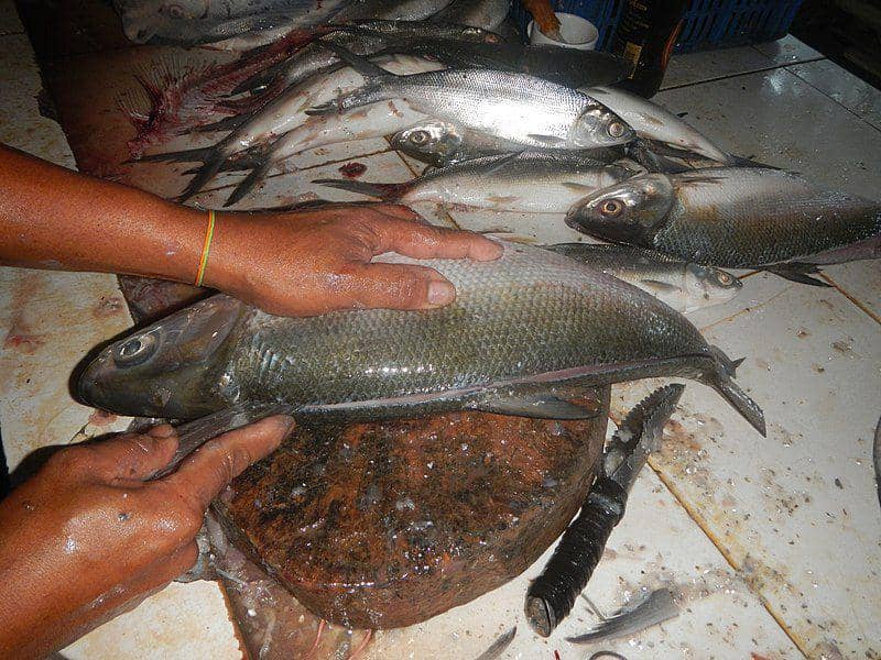 5 Fakta Ikan Bandeng, Komoditas Perikanan Unggul Kegemaran M | IDN Times