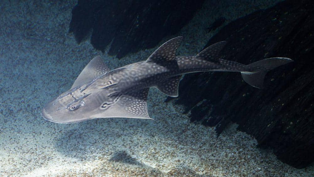 6 Ikan Pari Unik Asli Indonesia, Menghuni Laut dan Sungai | IDN Times