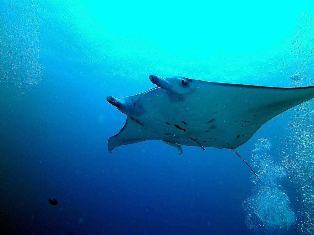 6 Ikan Pari Unik Asli Indonesia, Menghuni Laut dan Sungai | IDN Times