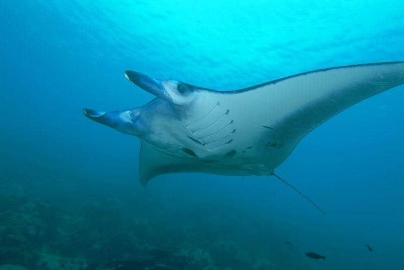 6 Ikan Pari Unik Asli Indonesia, Menghuni Laut dan Sungai | IDN Times